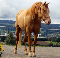 Rugged in Gold • StallionAvenue • Erstklassige Deckhengste