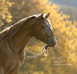 Rugged in Gold • StallionAvenue • Erstklassige Deckhengste